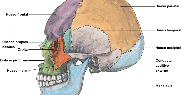 Anatomía del Craneo: Conceptos básicos del craneo