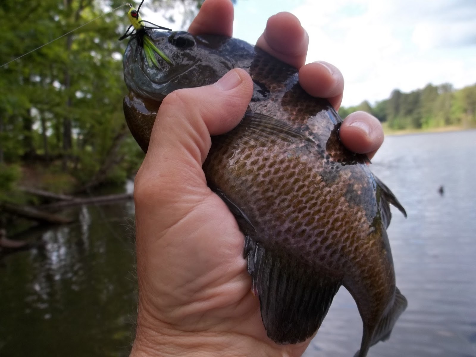 Fishing Through Life: Fishing For Some Beautiful Bluegills With The ...