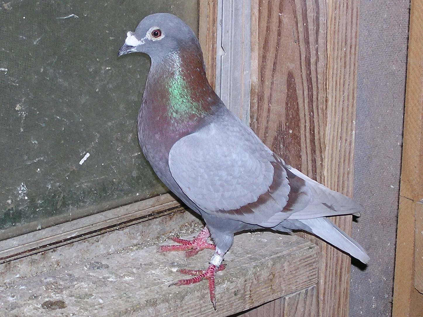 Racing Homer | BD PIGEONS