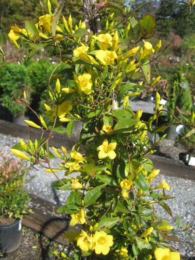 Future Plants by Randy Stewart: Carolina Jessamine