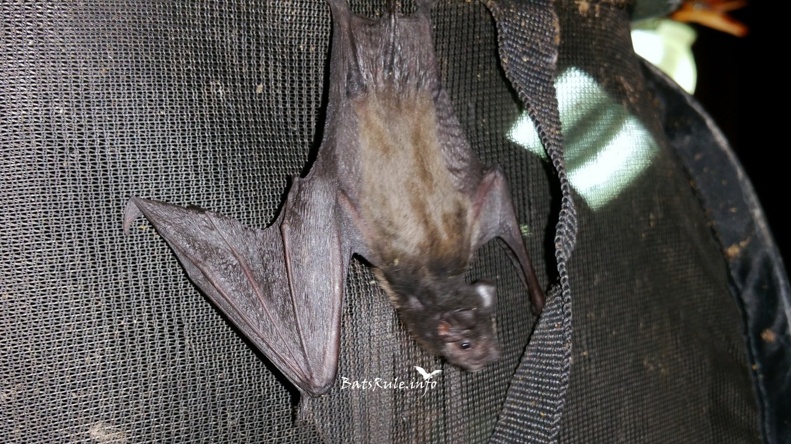 Rehab | Microbats | Gould's Wattle in care pics2