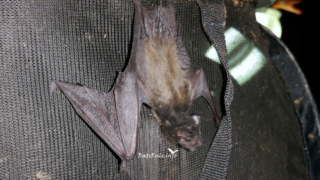 Rehab | Microbats | Gould's Wattle in care pics2