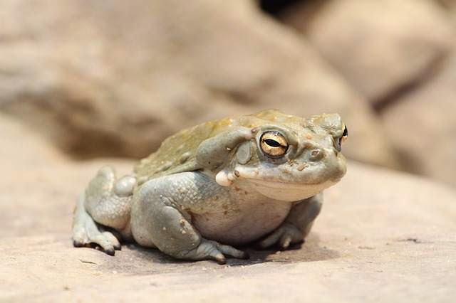 Apakah yang Dimaksud dengan Organisme Uniseluler dan Multiseluler ...