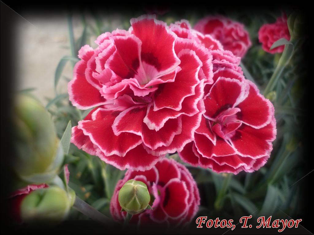 Flores y plantas silvestres: " Dianthus caryophyllus ". Clavel.