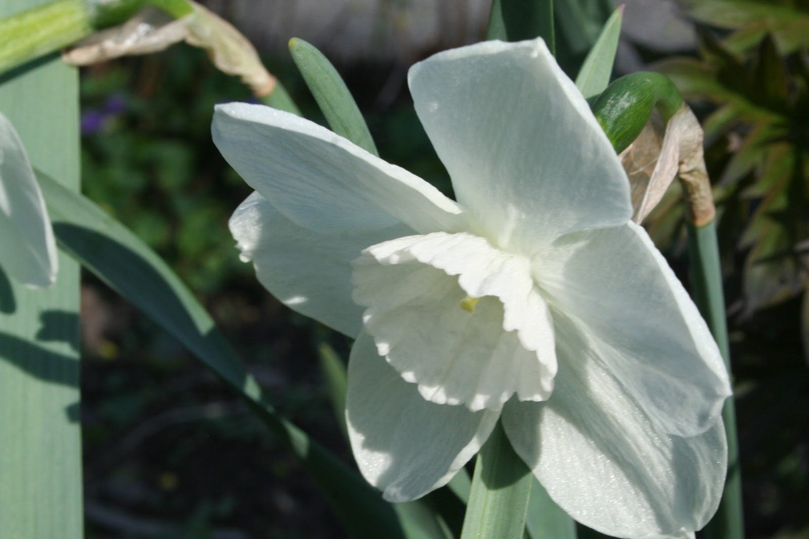 Gardens of Earthly Pleasures