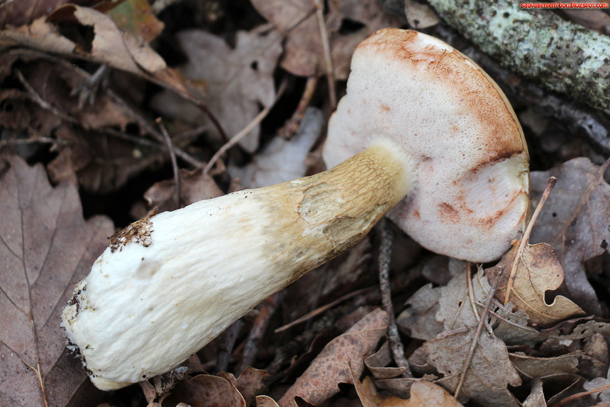 Sauvagement-Bon: Bolets