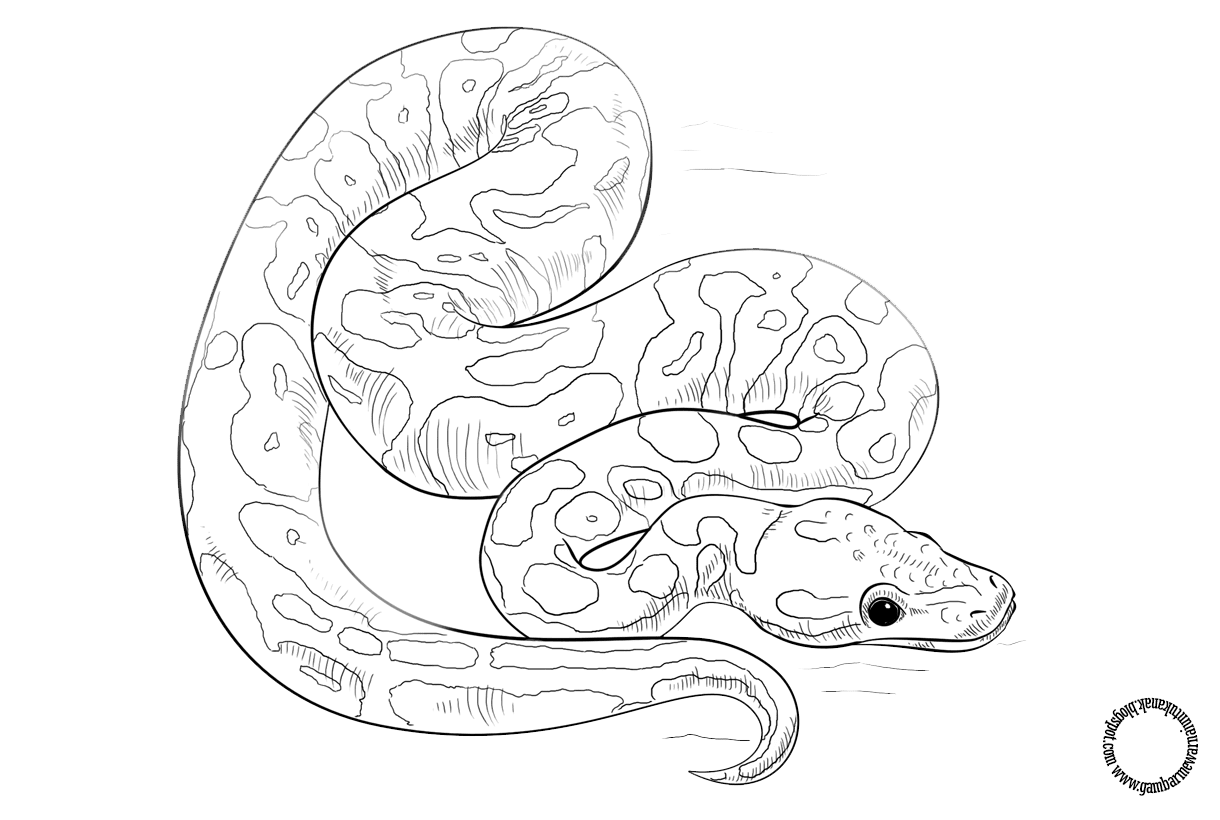 Ular Mewarnai Snakes Belajar Repteis Serpientes Slang Sketsa Tulamama ...