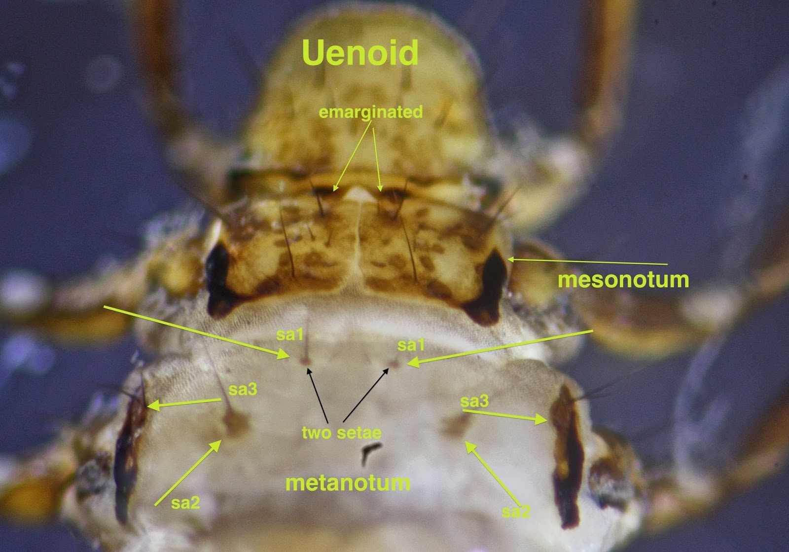 Aquatic Insects of Central Virginia: Case-makers we commonly see in the ...