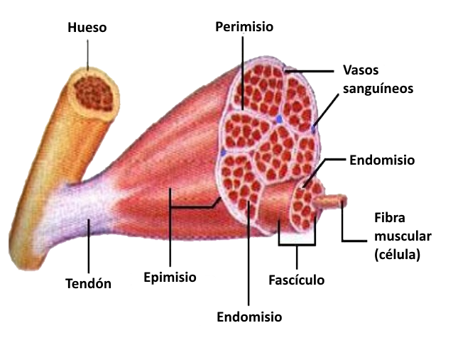 B.log.ia 2.0: El sistema muscular I