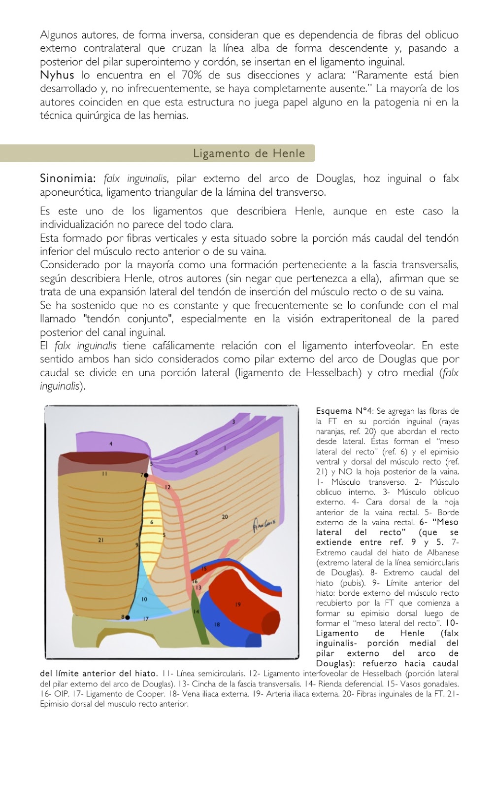 Cuadernos de Anatomía Quirúrgica: Los ligamentos triangulares (Henle y ...