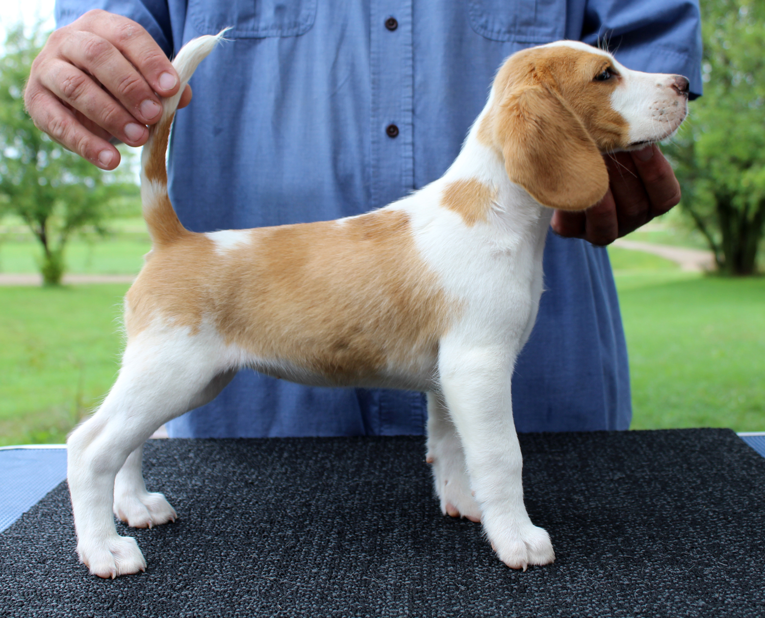 Lonesome Grove Beagles