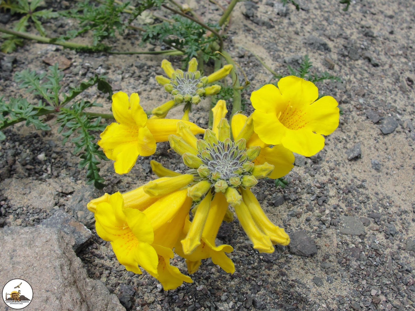 Caminantes del Desierto: FLORA DE LA RESERVA NACIONAL LA CHIMBA ...