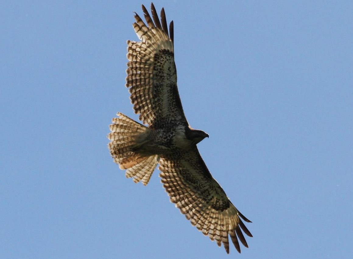 Jo's Morning Walk: Hanging on by a Talon