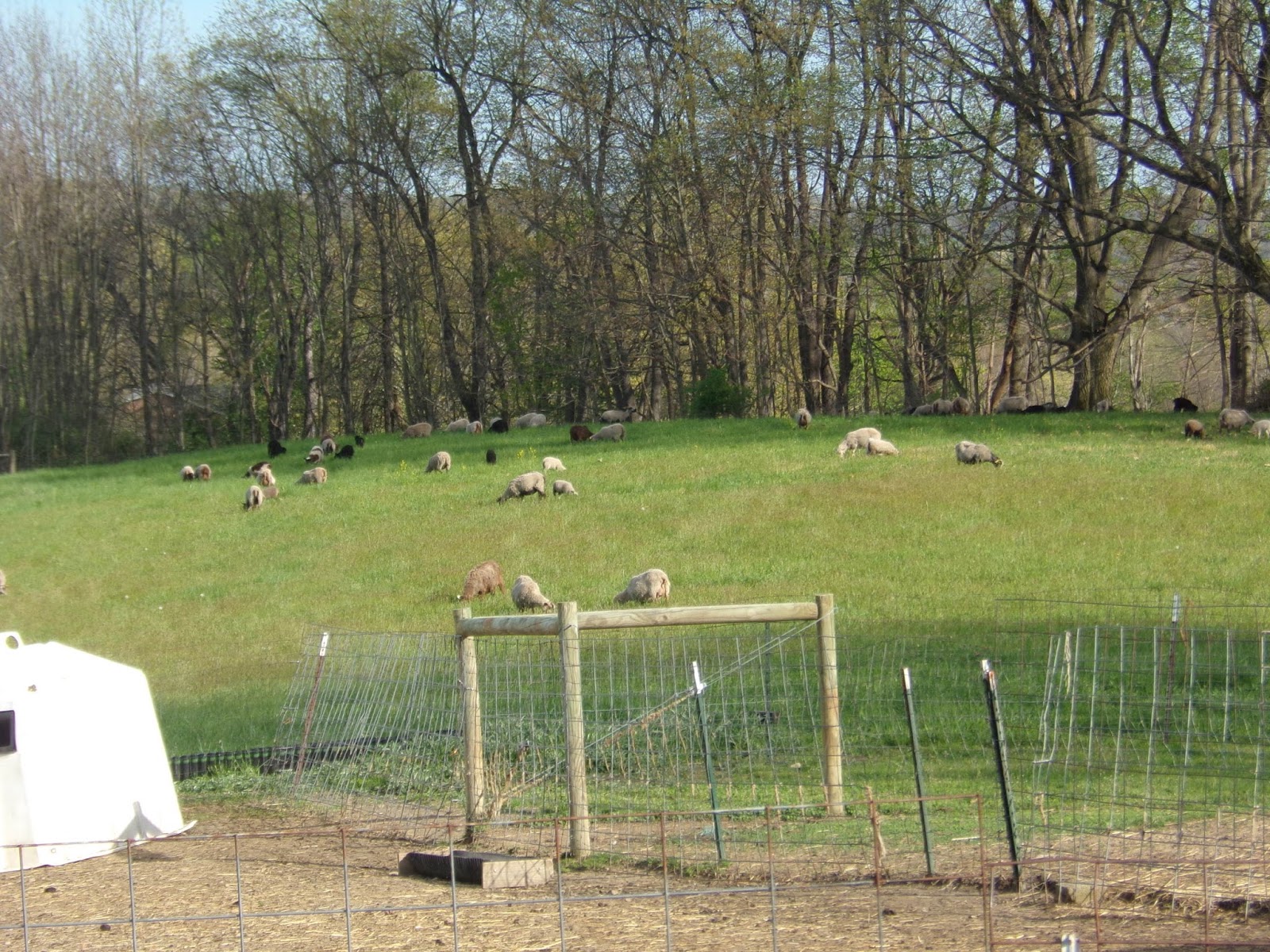 DLS Shetlands: Homemade creep feed gate