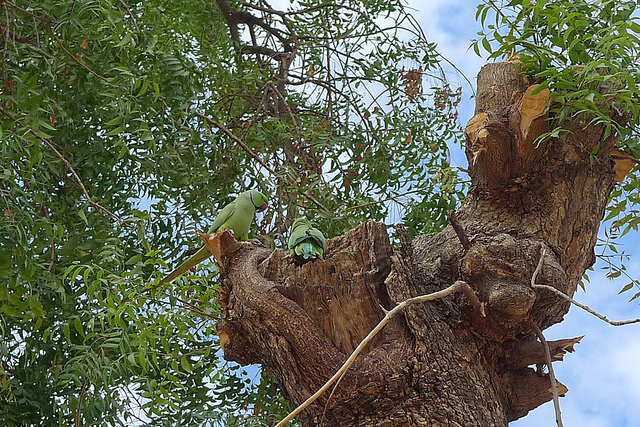 We love Our Bangladesh: Alexandrine Parakeet or Green Parrot (Tiya/Tuta ...