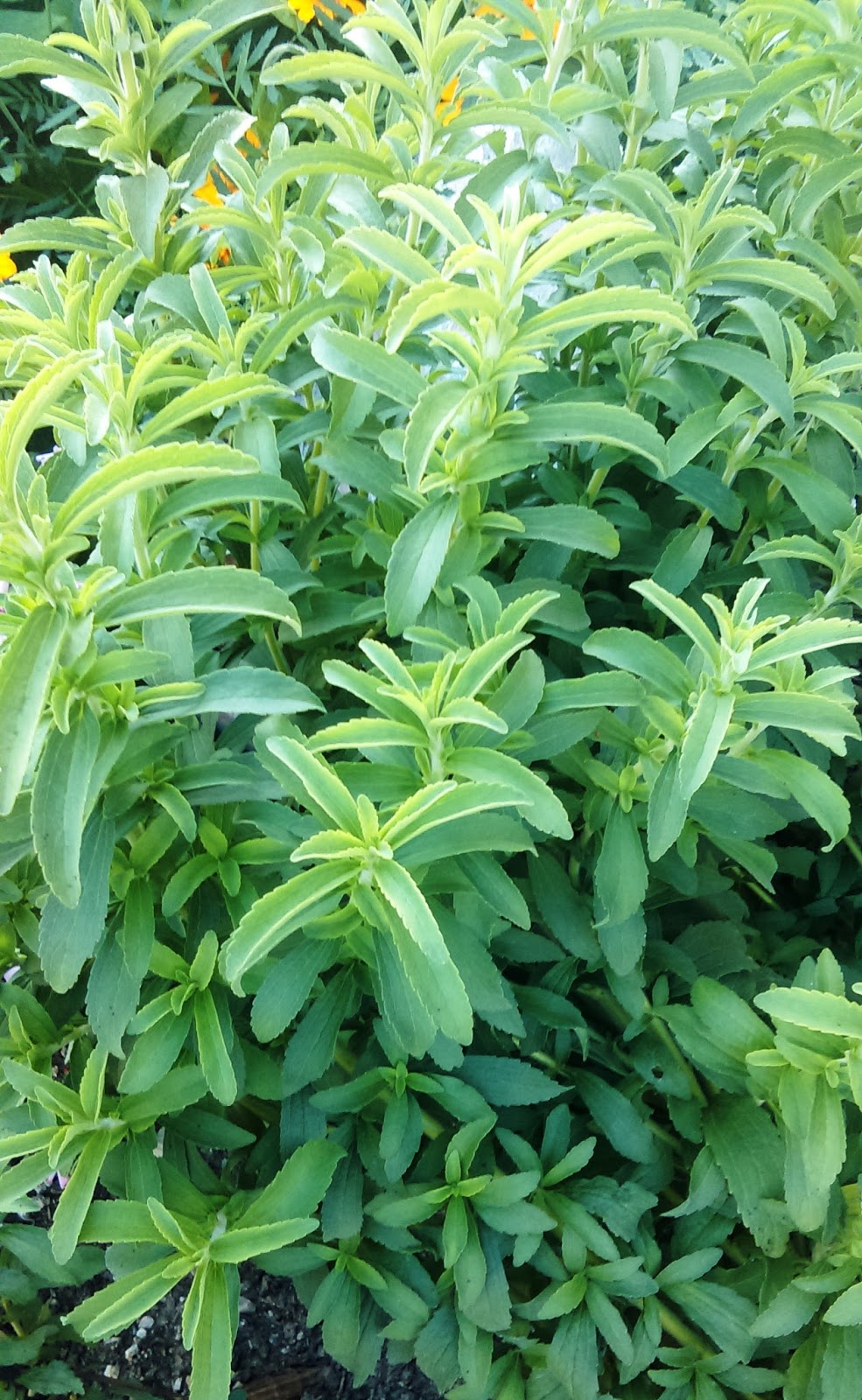 Naturalicious : Stevija (stevia)- Naravno sladilo primerno za diabetike