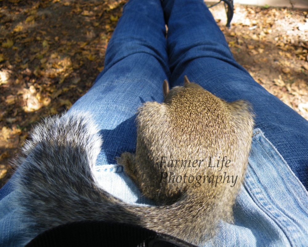 Living A Farmer's Life: Squirrel Spam 2!