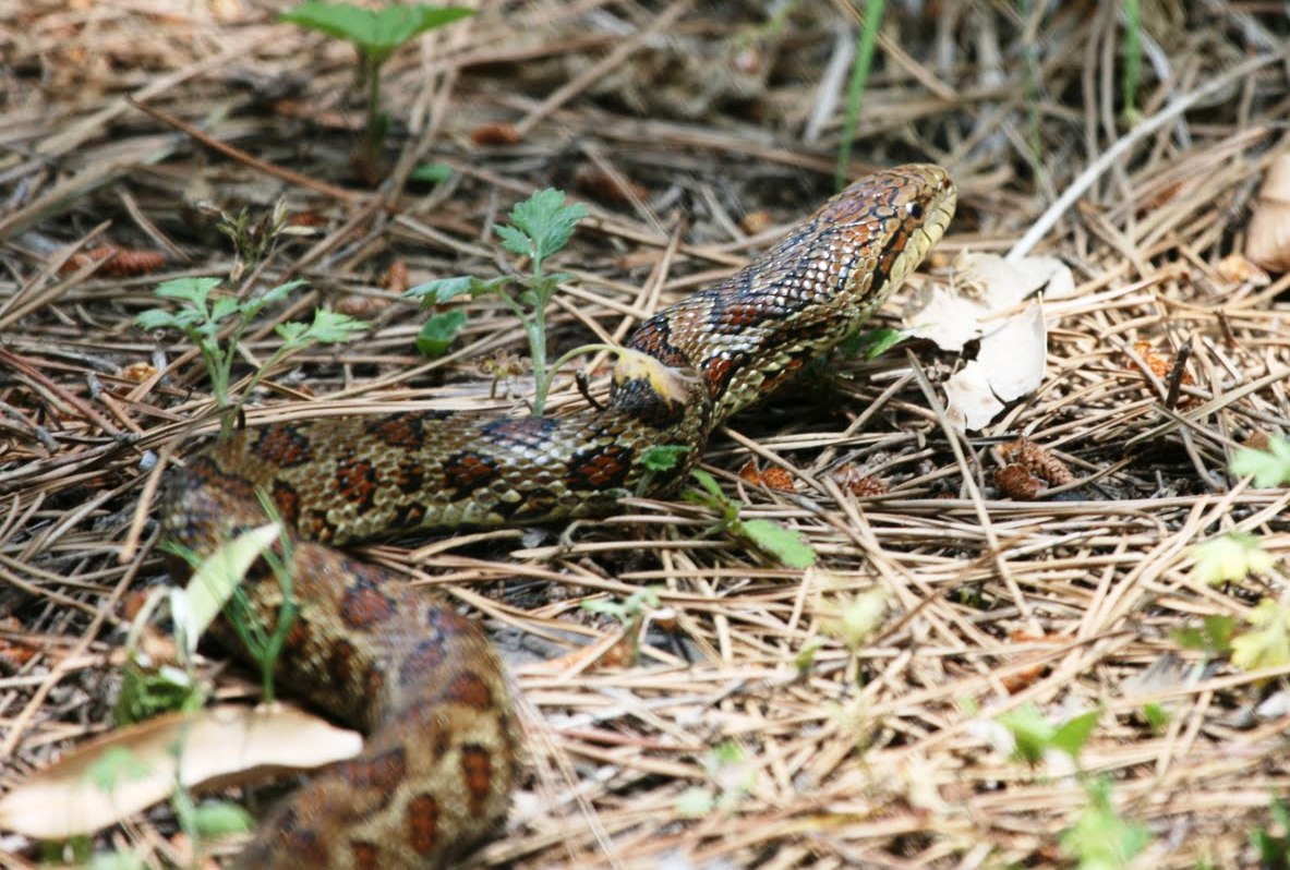 Snowy Owl Lost: Reptiles of Korea (at least the ones I saw on Jeju Island)