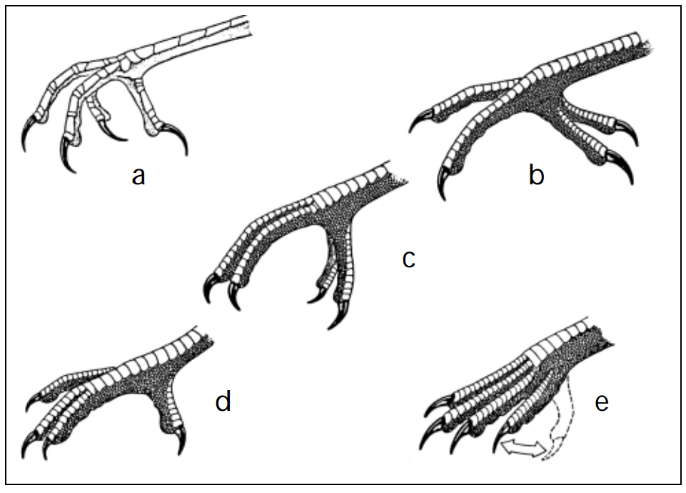 Ciri dan Struktur Morfologi (Topografi) Kelas Aves, LENGKAP - Generasi ...