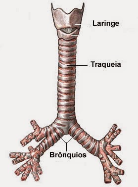 Sistema Respiratorio: Traquéia