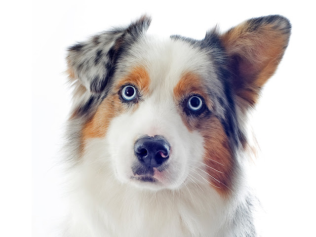 What You Need to Know About Progressive Retinal Atrophy in Dogs ...