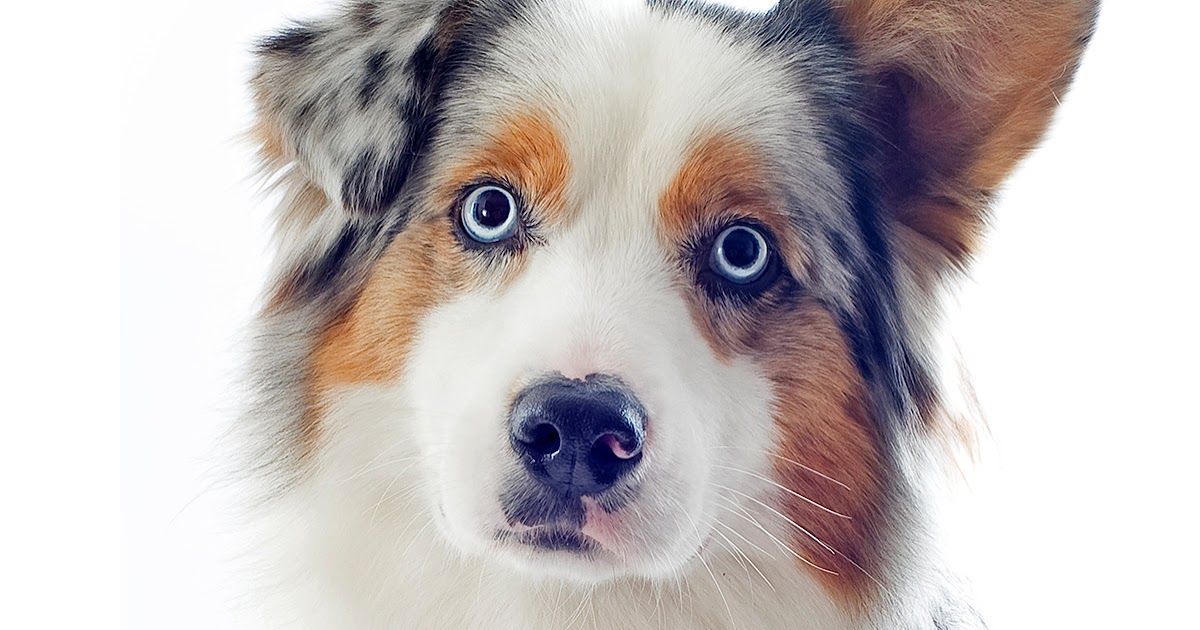 What You Need to Know About Progressive Retinal Atrophy in Dogs ...