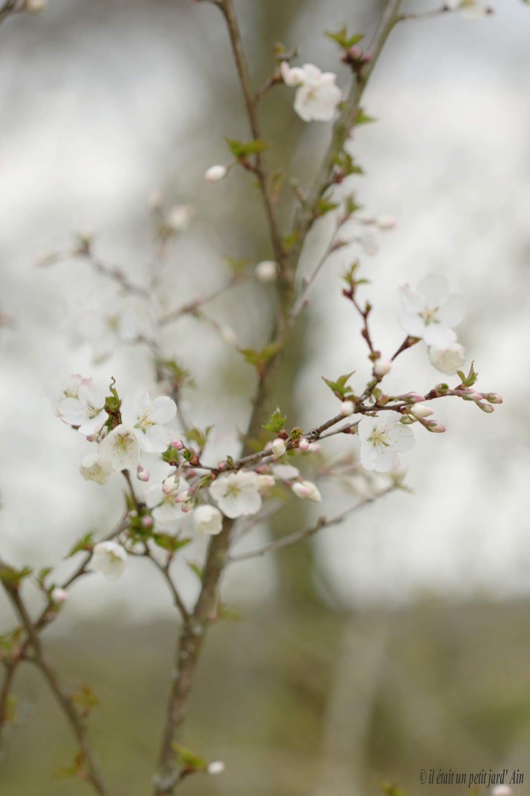 IL ETAIT UN PETIT JARD'AIN ...: FOCUS PRUNUS MALUS TRESORUS ...