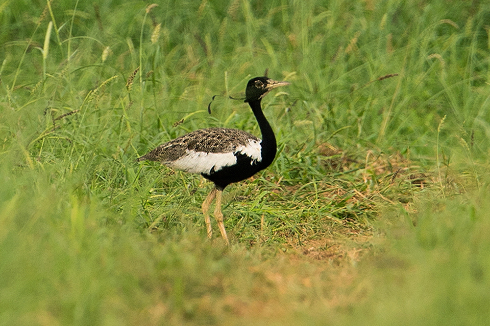 Lesser Florican - A Threatened Bird Species in the Subcontinent of India