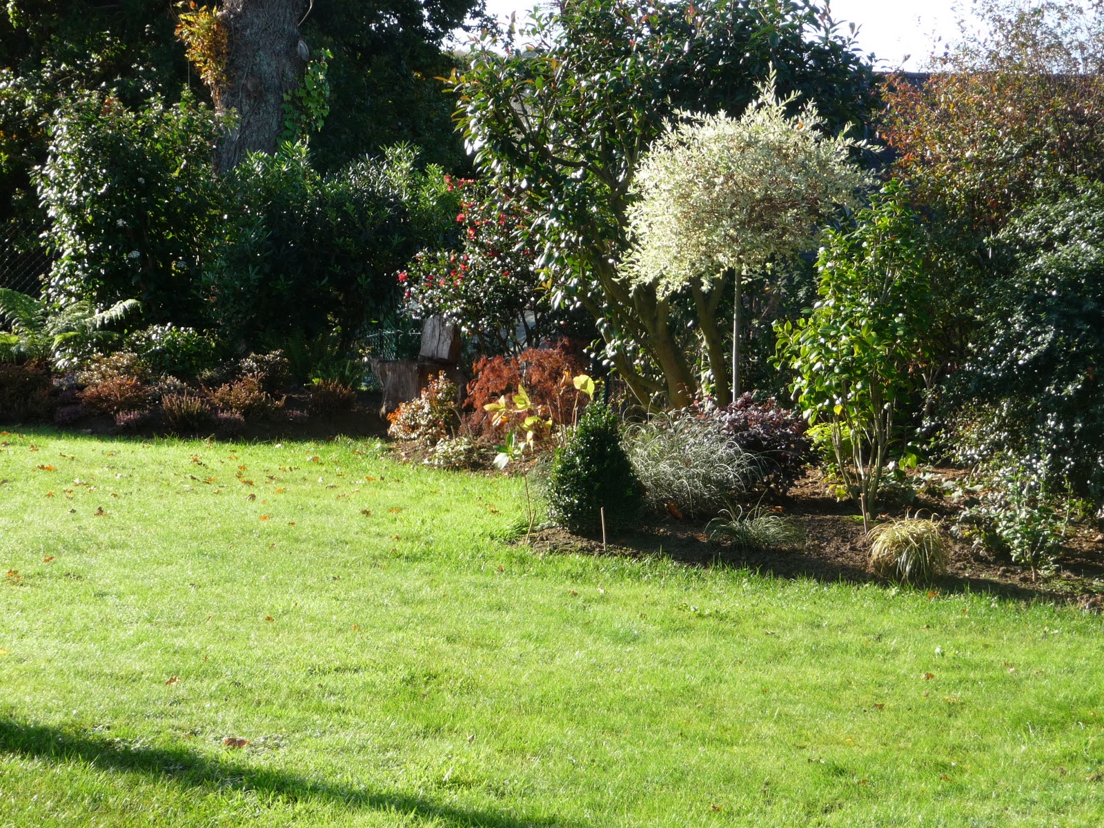 Ma Terre de Bruyère: Plantations du coin de terre de bruyère ...
