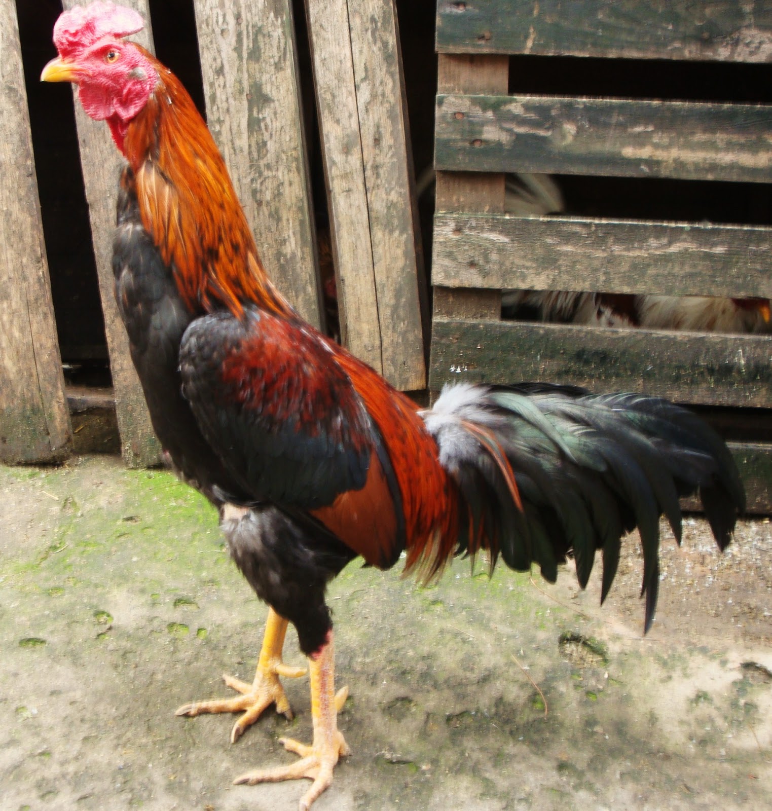 Disponible para envio gallo shamo 50% y 50% Colombia