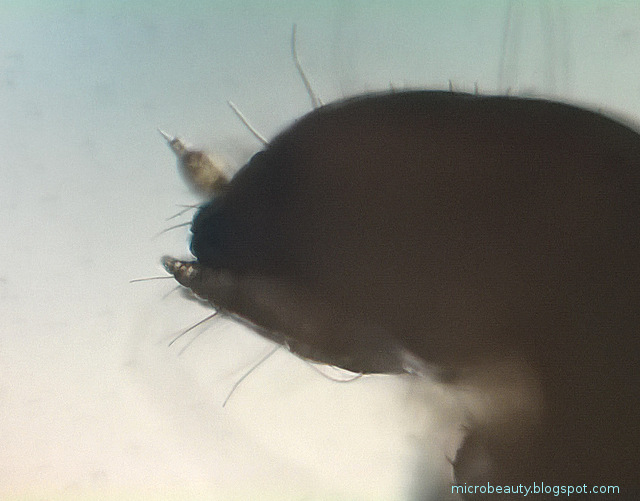 The Wonderful Microworld: A small Worm!