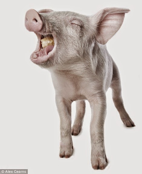 Ex policía dedica su vida a ayudar a los animales maltratados y tomar fotos - Seamos Mas ...