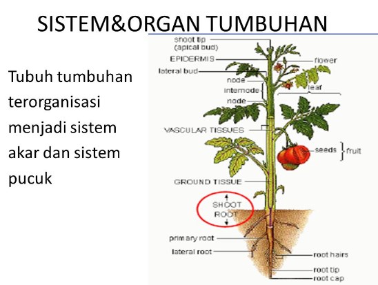 Struktur Tumbuhan - Materi Pendidikan Dasar, SMP, SMA, Soal, Percobaan