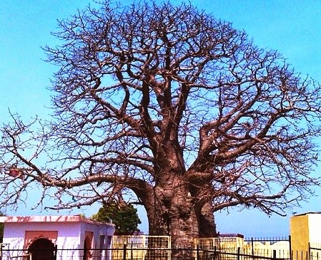 Kalpavriksha Tree in Bundelkhand