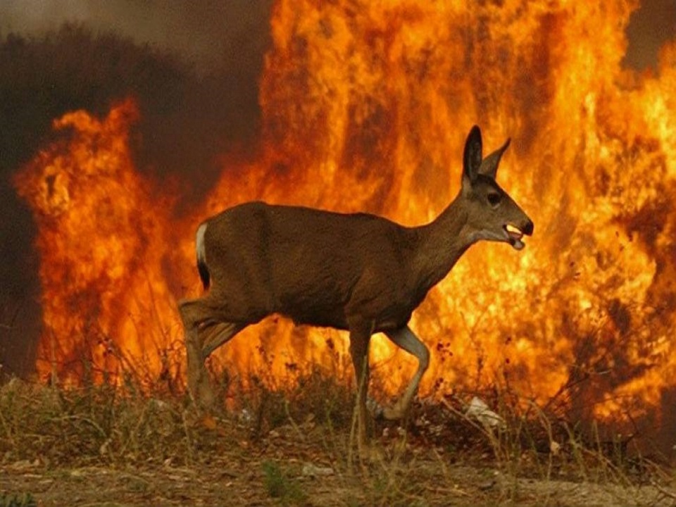 Causas Naturales de la Extinción de los Animales ~ Animales en Peligro ...