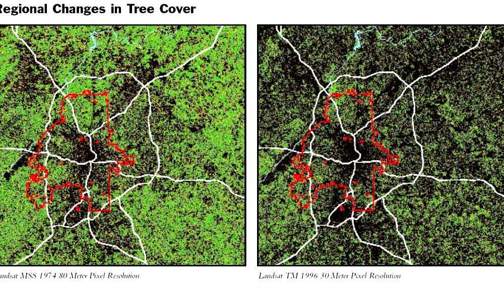 Atlanta tree canopy