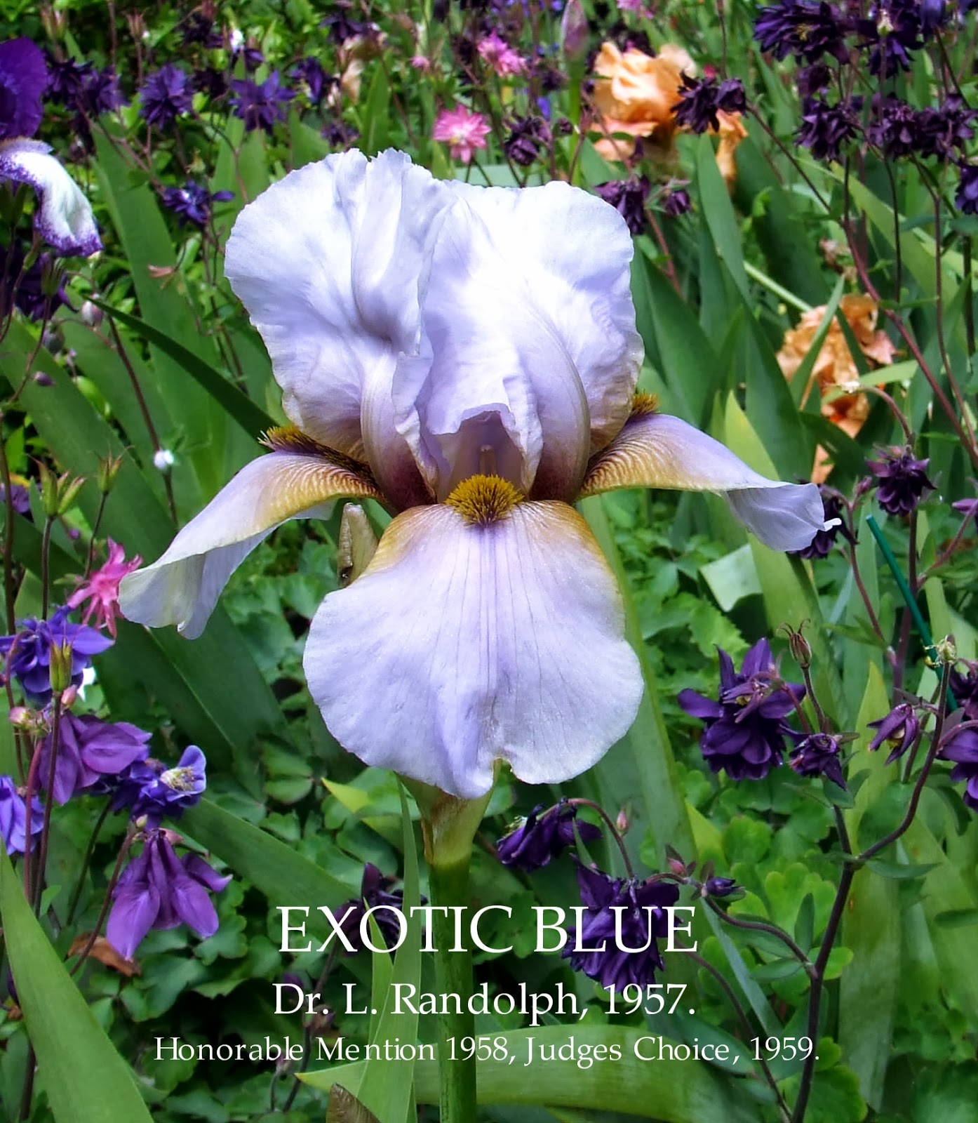 Tall bearded Iris EXOTIC BLUE ~ HERITAGE IRISES