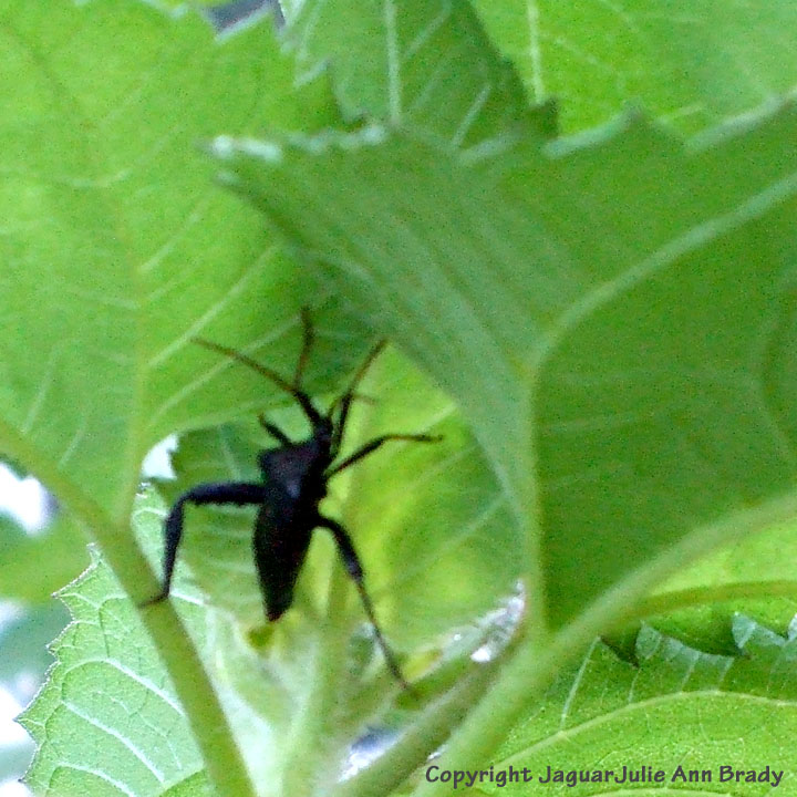 Julie Ann Brady : Blog On: Insects and Critters in my Sunflower Garden