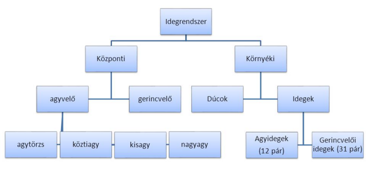 Az idegrendszer felépítése és működése