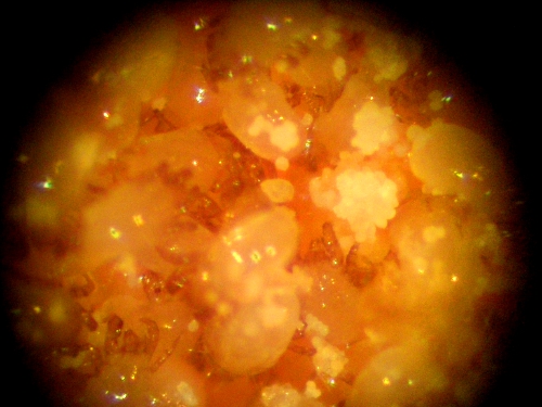 The Crooks in the Lot: Product Review: Isigny Ste. Mère: Mimolette Cheese