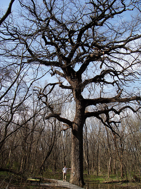 Tree Notes: Bur oak favored by Minnesota tree experts