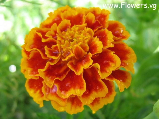 Living in England: Bittersweet "Best Exotic Marigold Hotel"