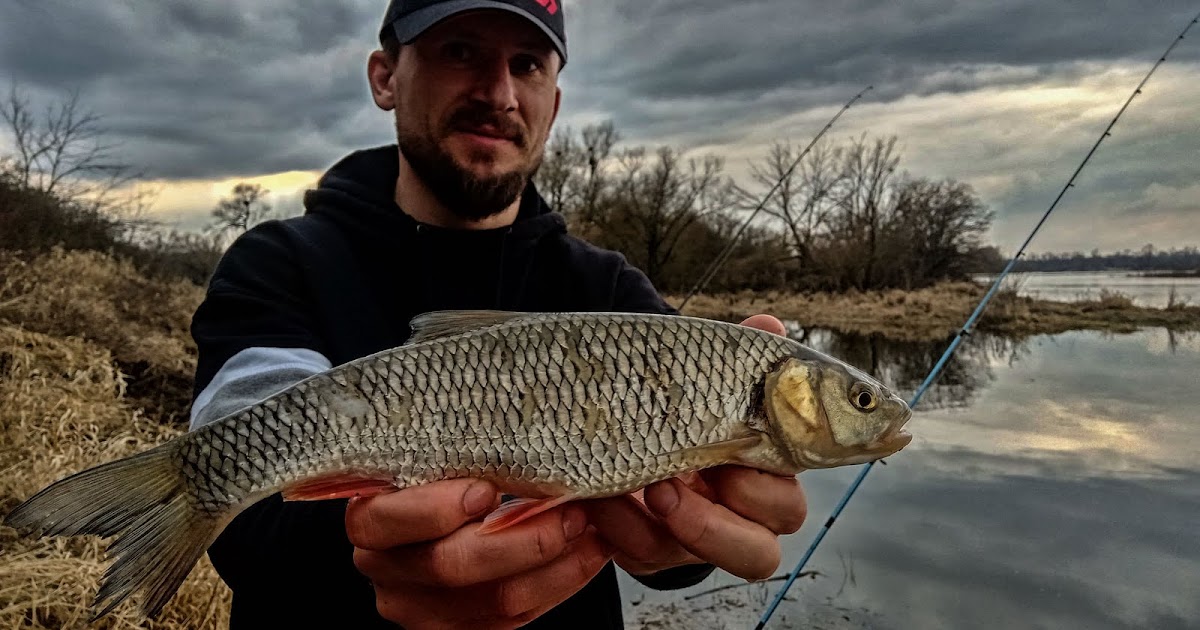 Klenie i jazie z rzek