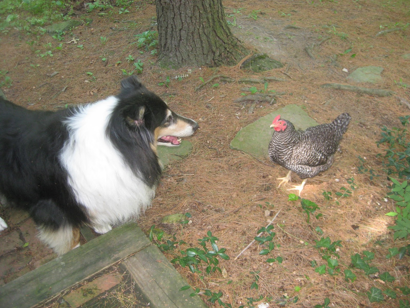 Writers Who Kill: Unusual Animal Friendships