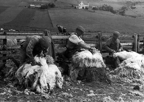 Tour Scotland: Old Photograph Sheep Shearing Isle Of Skye Scotland