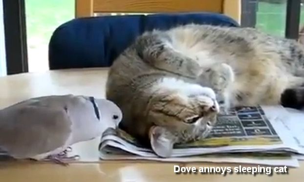 Funny Dove Photos | Funny Images Show