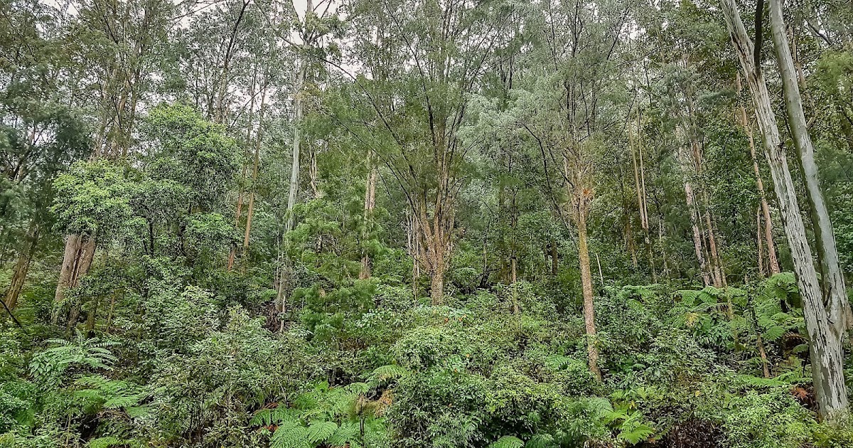 Travelling Twittering Twitcher: Beautiful Birds of Bingara
