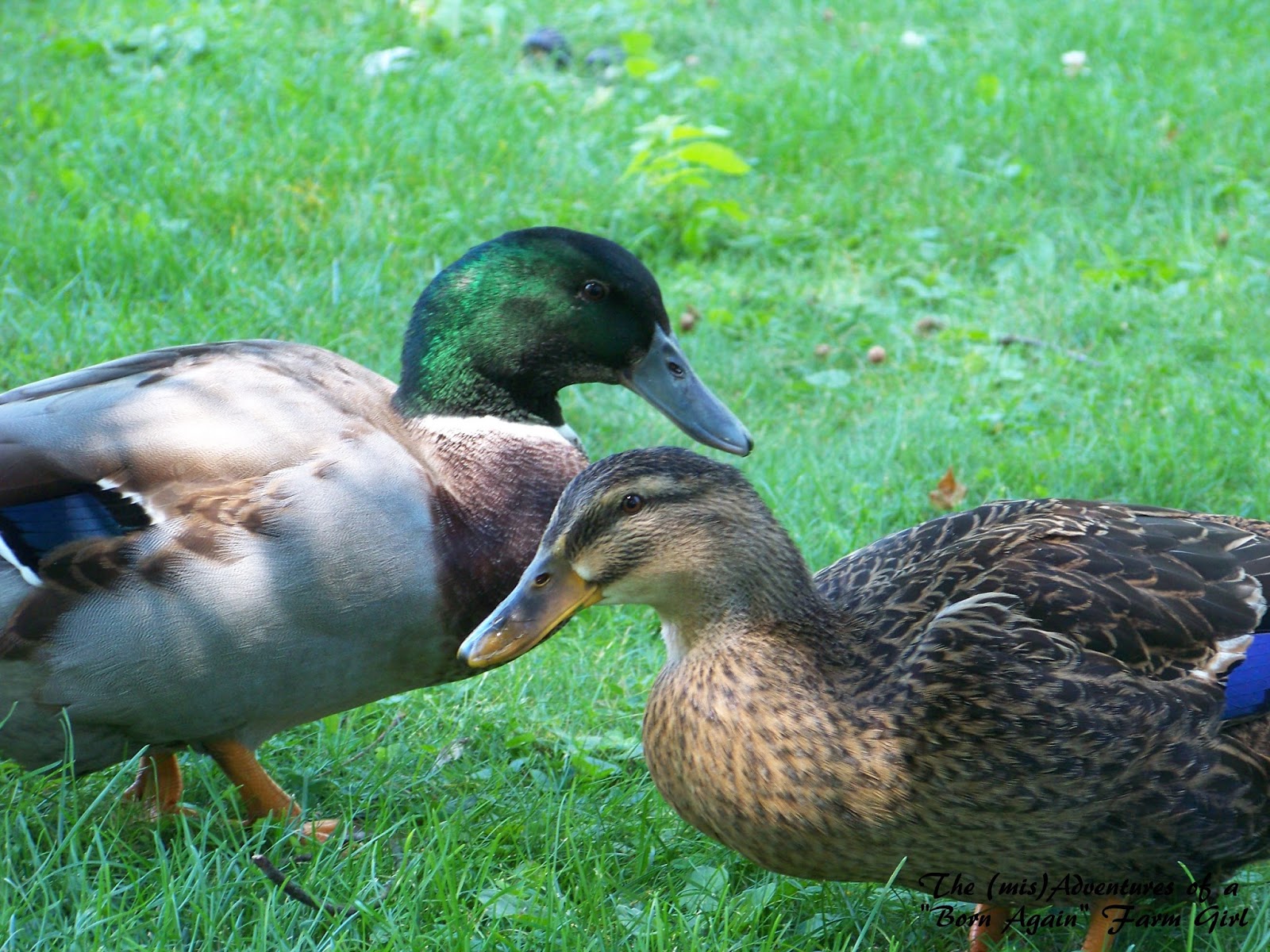 Ducks Grow Up ~ {Wordless Wednesday} - The (mis)Adventures of a ...