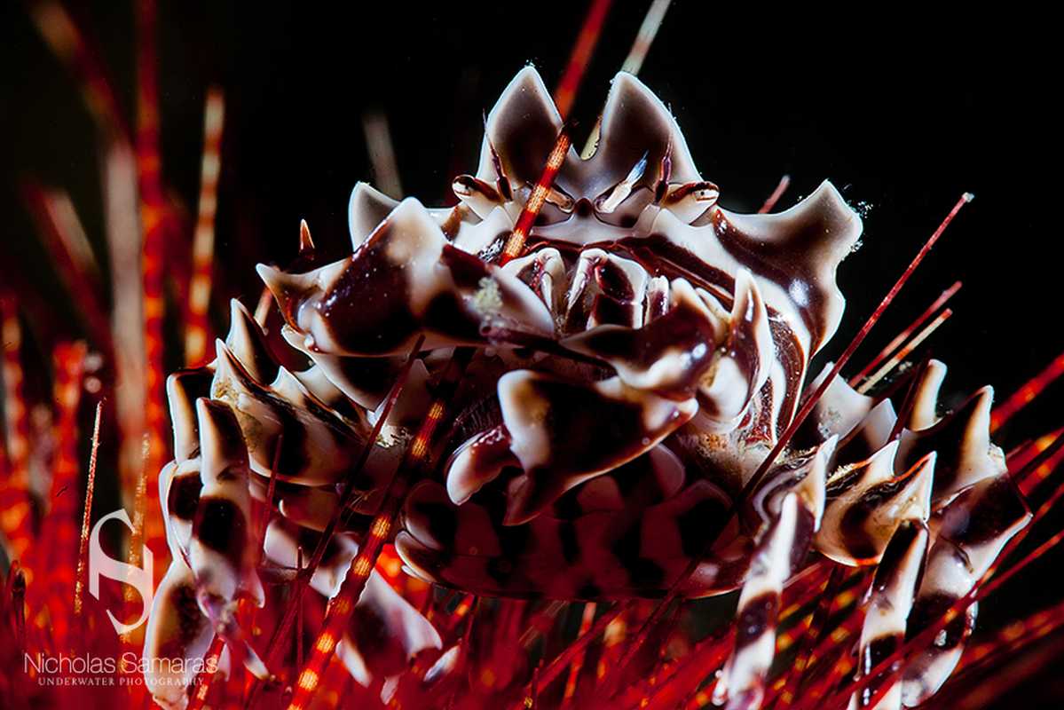 Fotografia Contemporanea: Nicholas Samaras