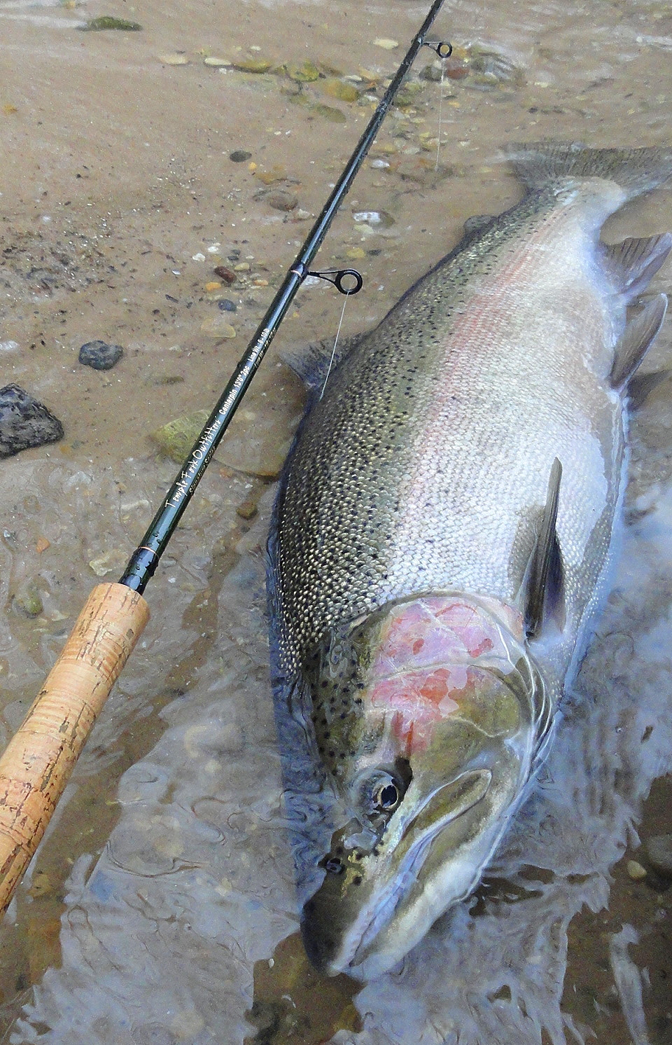 November Rains: Temple Fork Outfitters Gary Loomis Signature Series ...